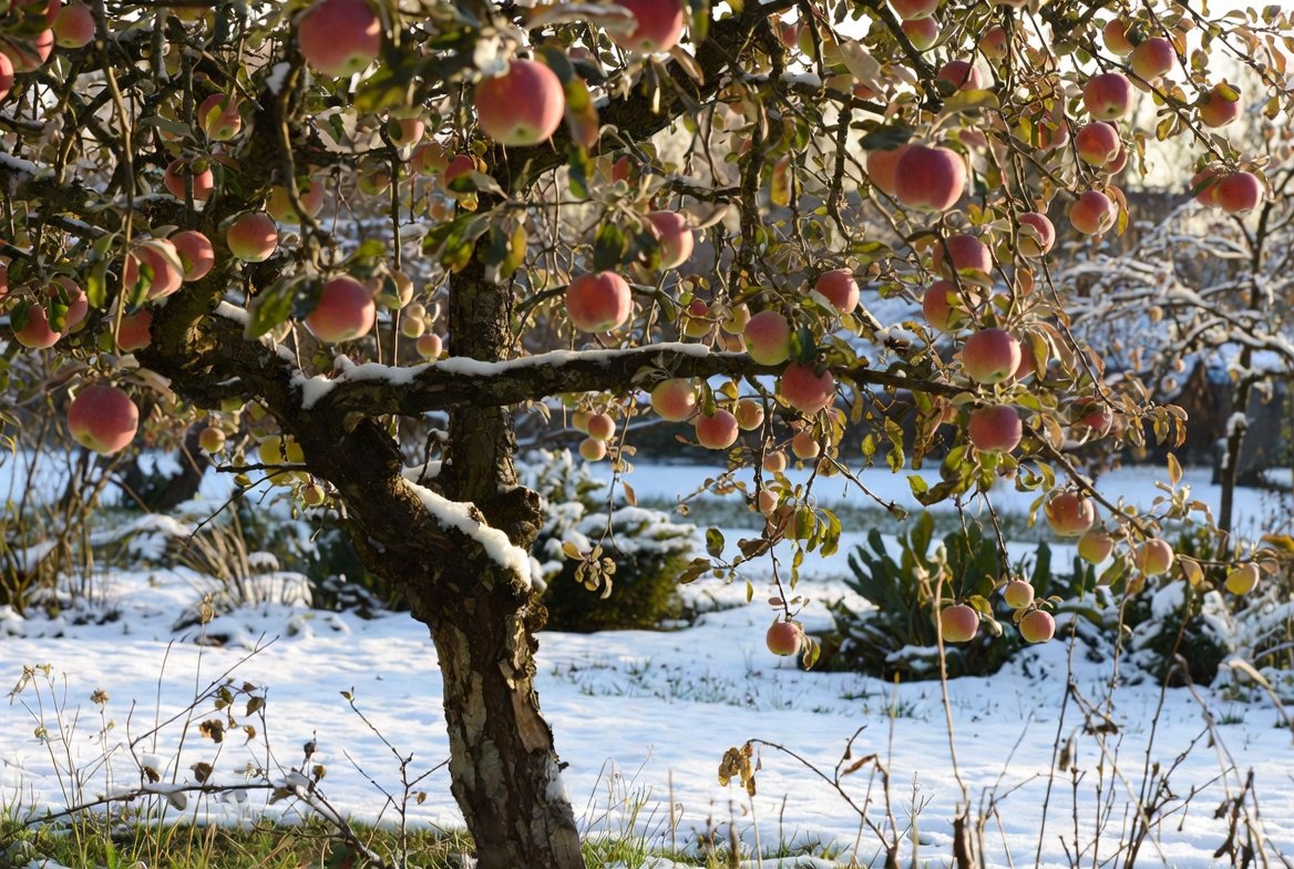 The fast-growing fruit tree that thrives in cold climates & is great ...