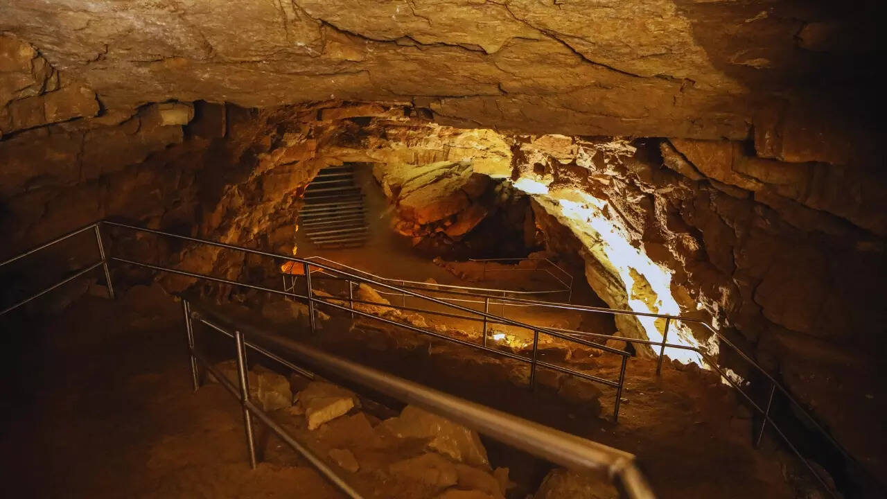 From prehistoric sharks to unusual flowers: What’s inside the world’s ...