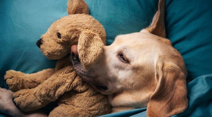 Here’s why your dog has a favorite toy