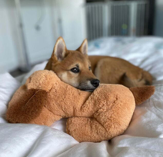 Here’s why your dog has a favorite toy