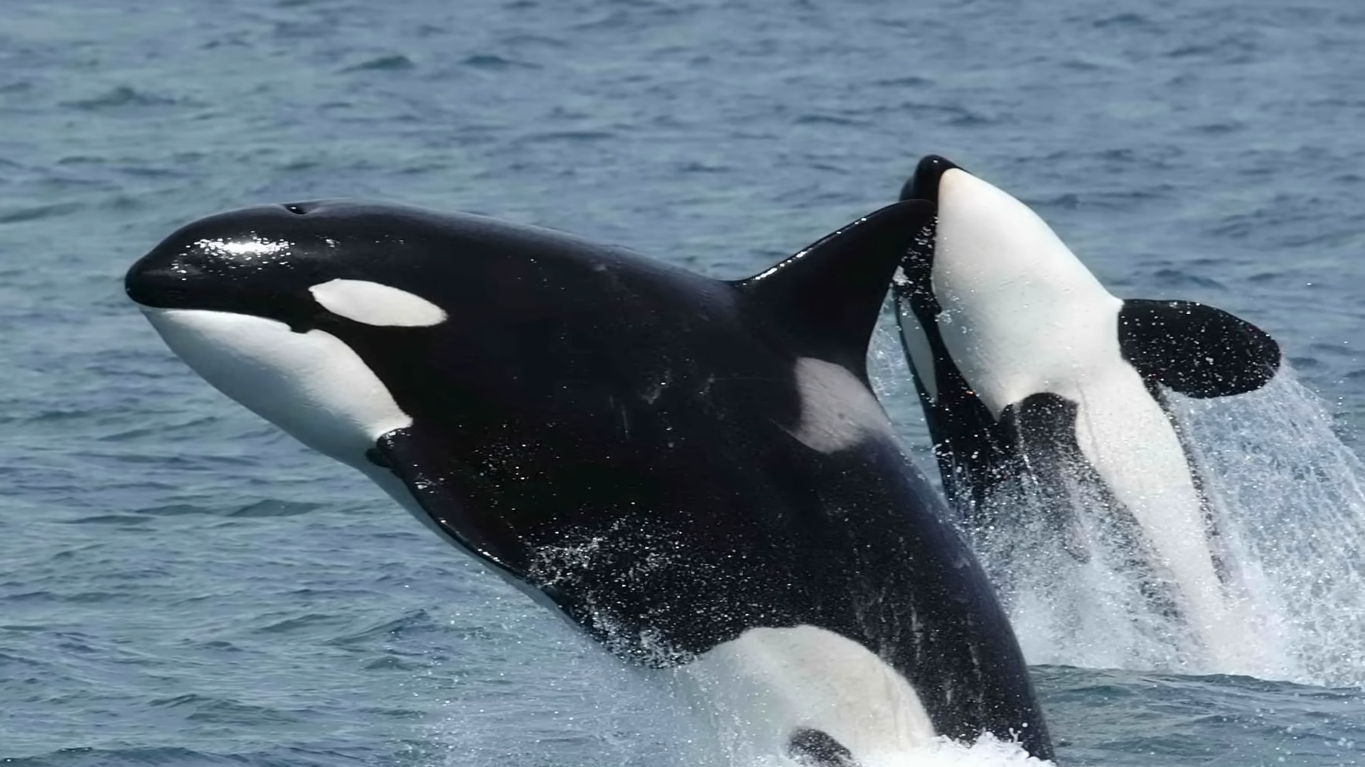 Orcas ignored boats for decades - but now they started attacking