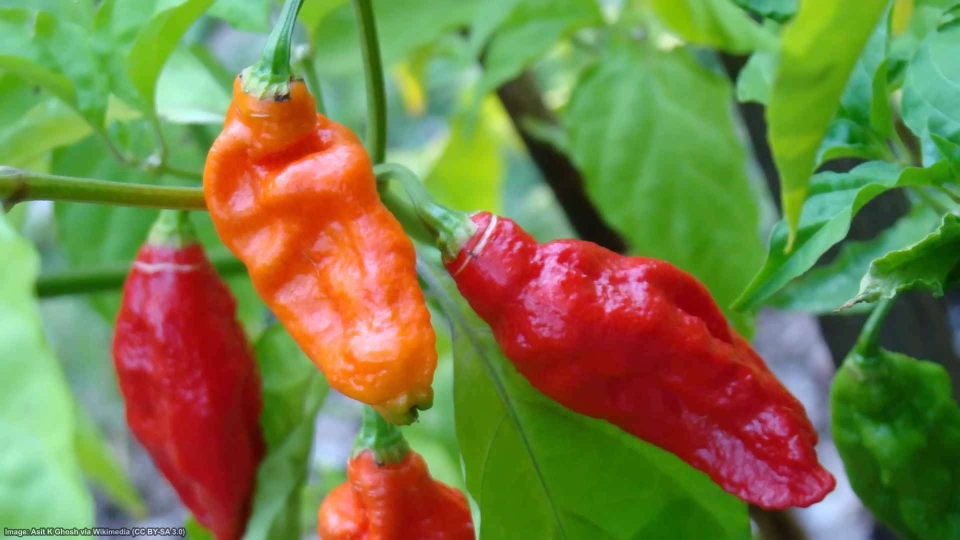He ate one spicy chip - hours later his heart stopped