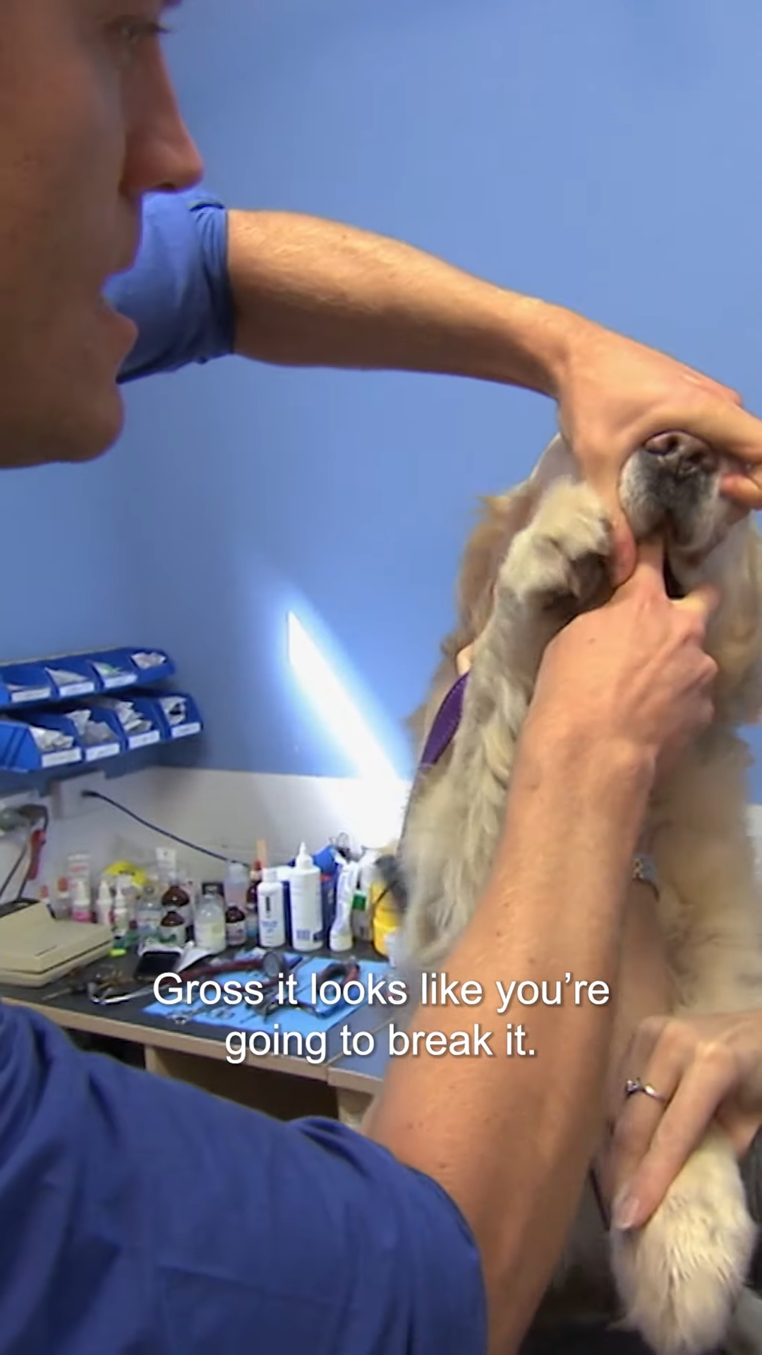 Dog gets giant rib bone stuck - and he's not even sorry