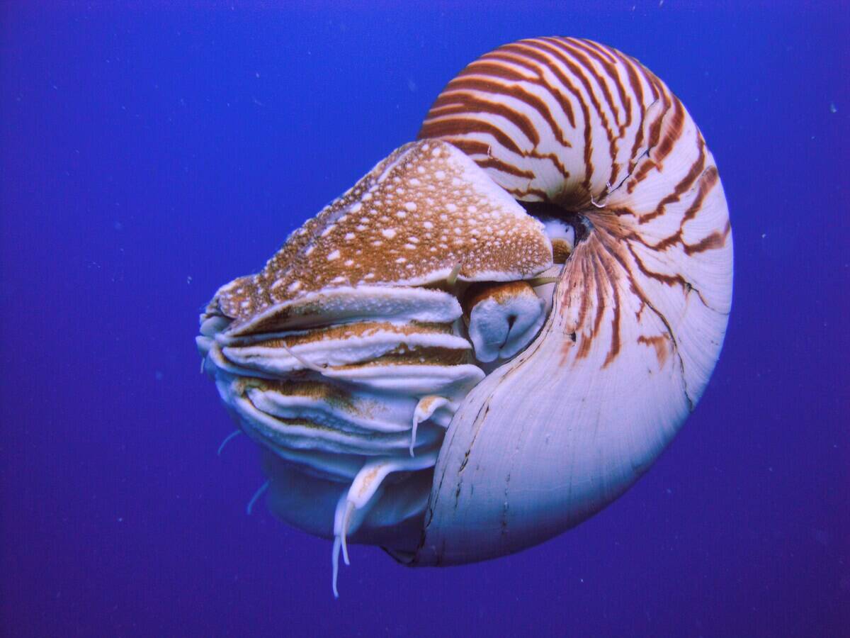 9+ marine creatures that have had little evolution since prehistoric times