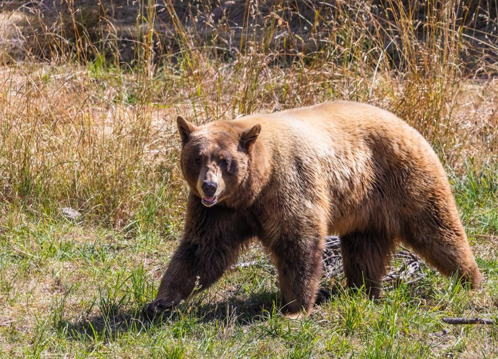 10 warning signs a bear is habituated and why that usually ends badly ...