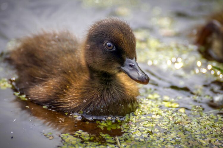 10 interesting facts about ducks
