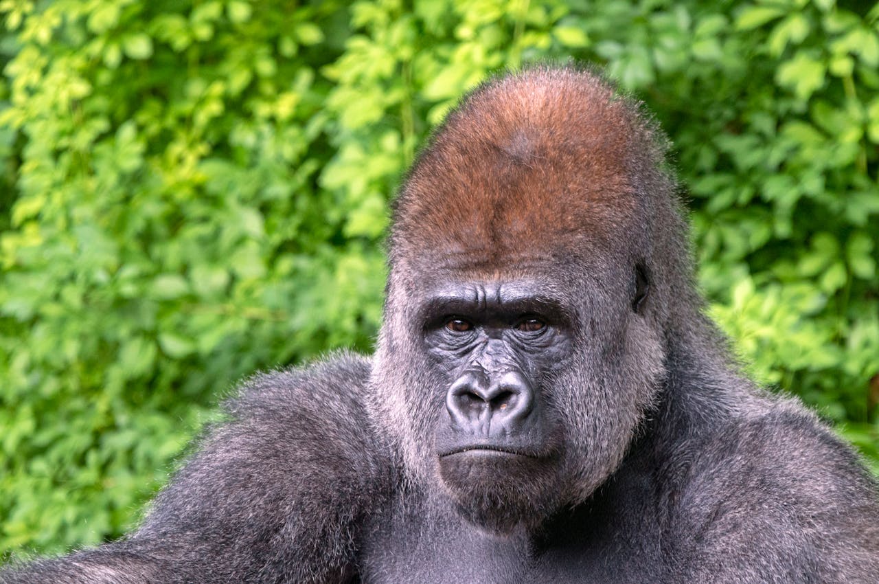 Wildlife biologists say eye contact can escalate encounters with these ...