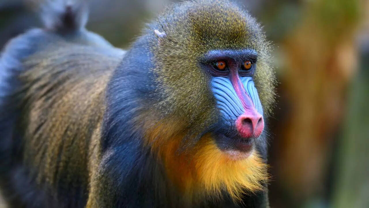 7 animals with extraordinary and rare face patterns on Earth