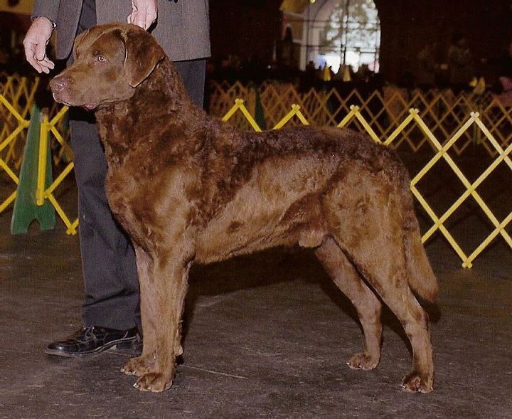 Dogs with the highest price tags