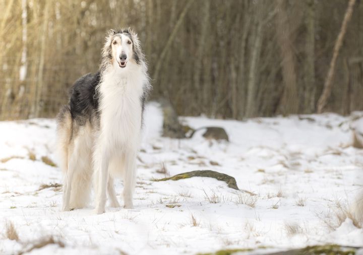 Dogs that cost a fortune