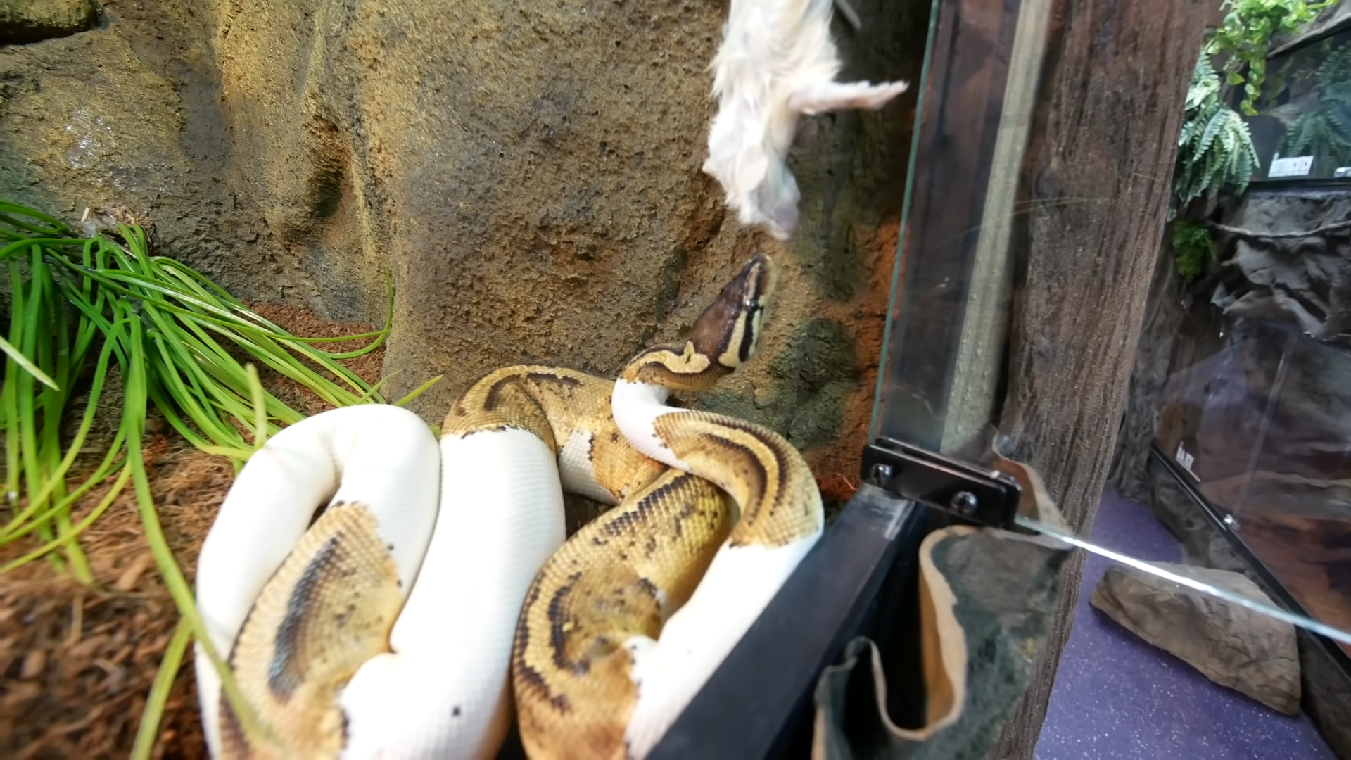 The snake strike that nearly hit the face - a 'moment' that defined the ...