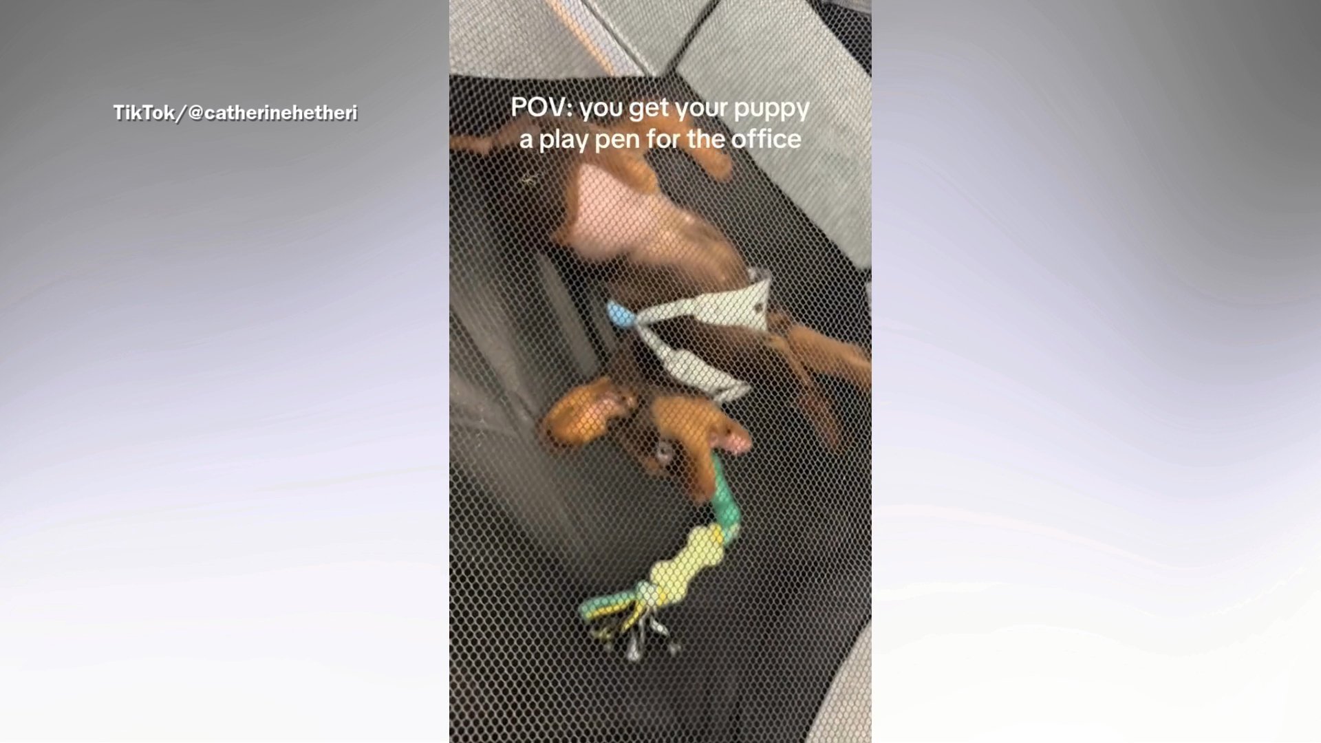 Owner gets puppy play pen for office, unprepared for what happens