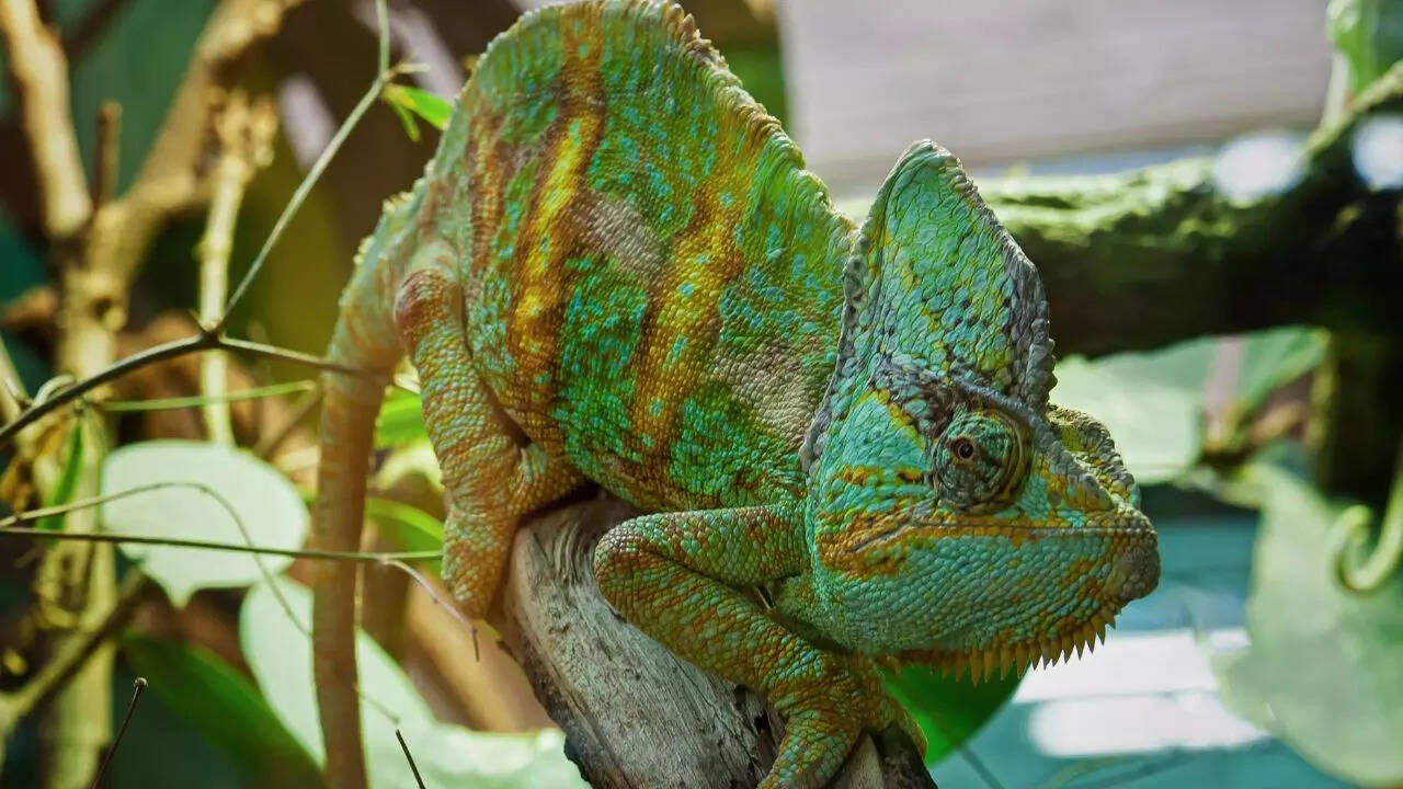 7 animals with extraordinary and rare face patterns on Earth