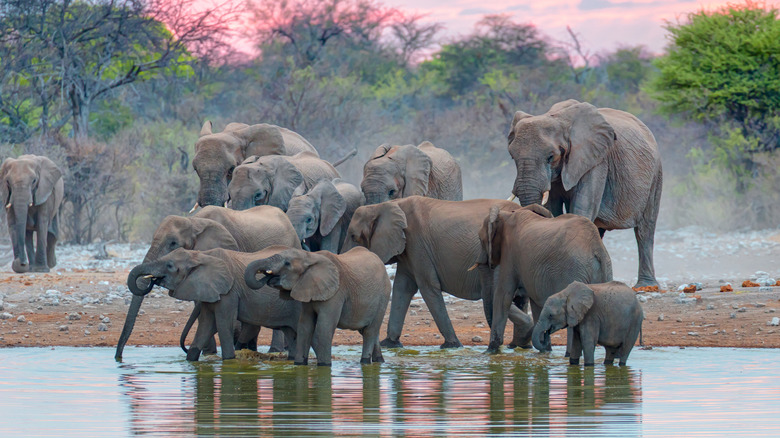 The fascinating death ritual of elephants explained