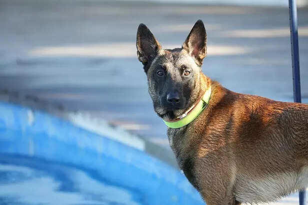Not for first time dog owners: These 4 dog breeds are a real challenge