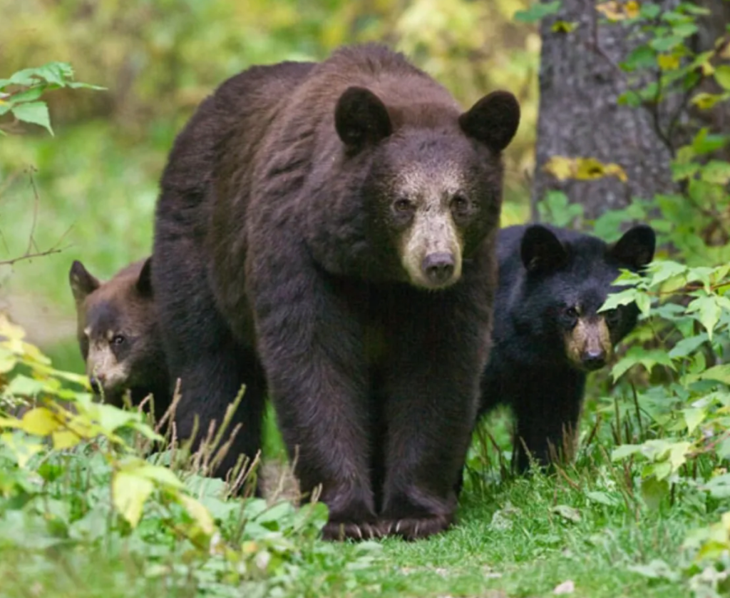 Answer Man: How are bears faring in this extreme weather? Why has ...