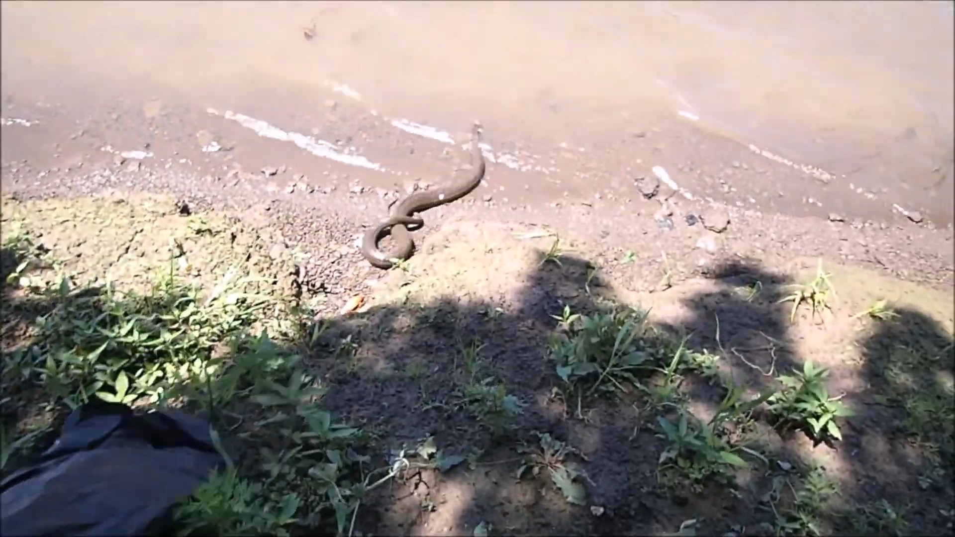 A routine snake call – and the moment things got risky