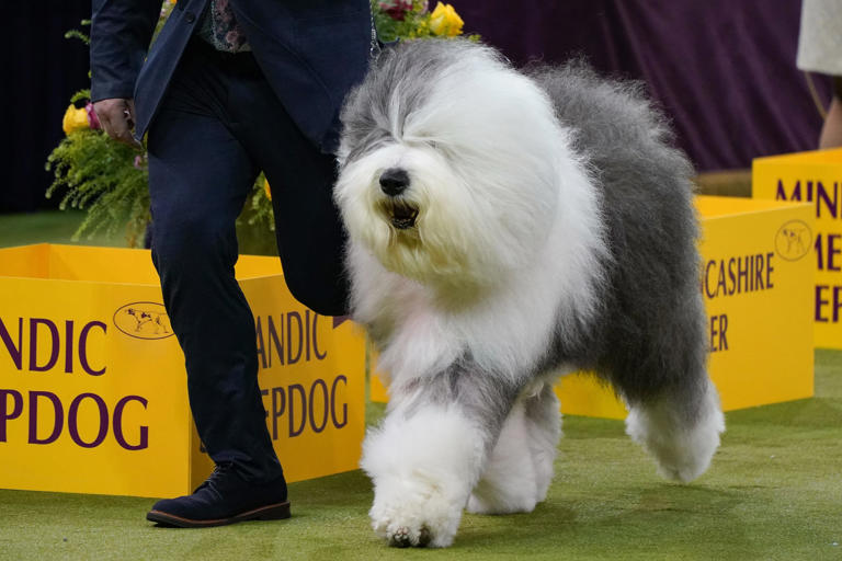 Westminster Dog Show 2026 results: Winners for every group