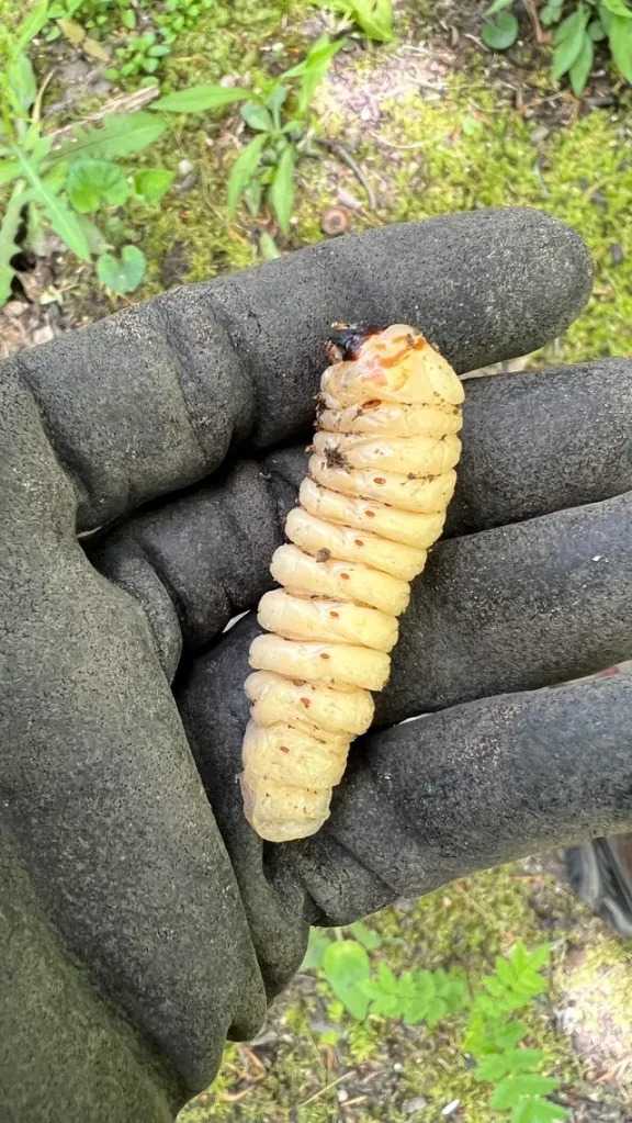 Gardener double-takes after uncovering monstrous creature in their ...