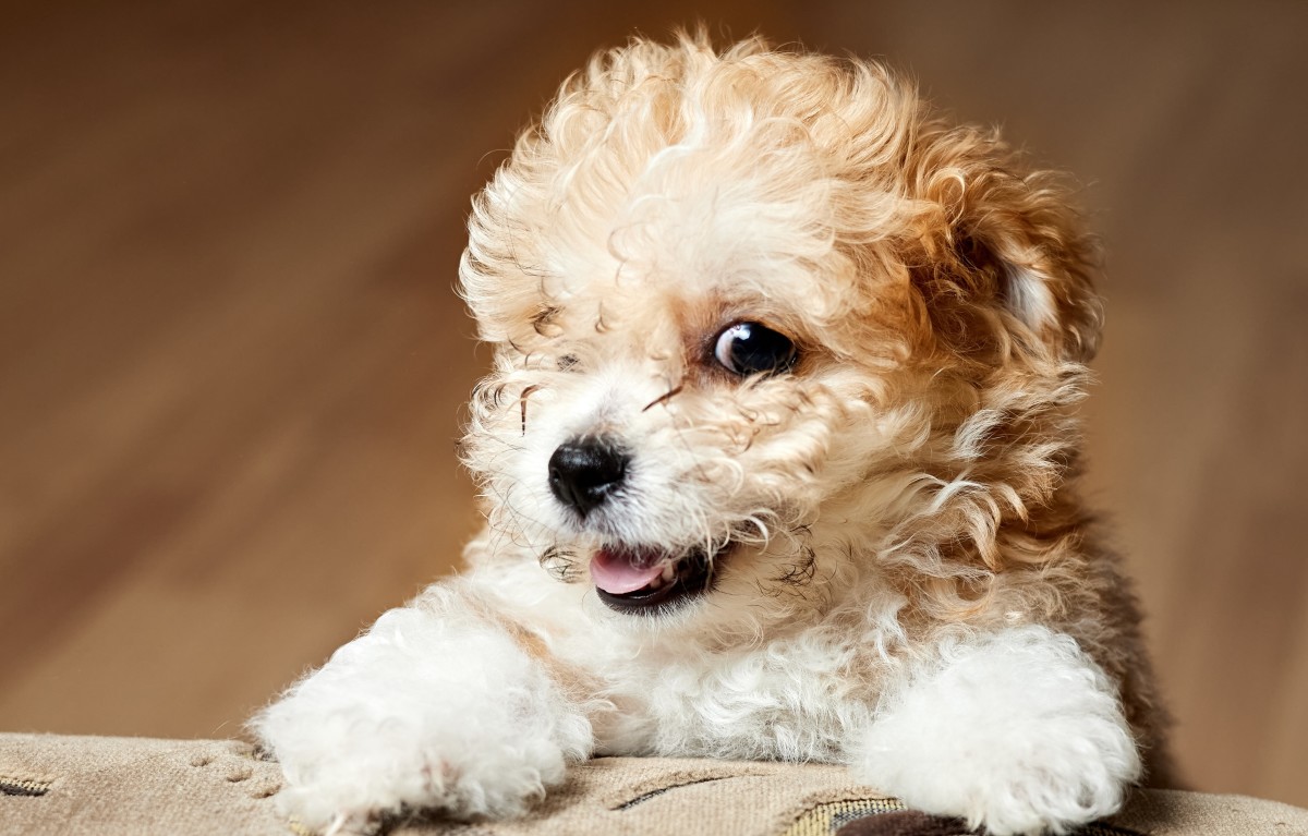 Watch Rambo the Maltipoo sing along with dad in adorable TikTok video