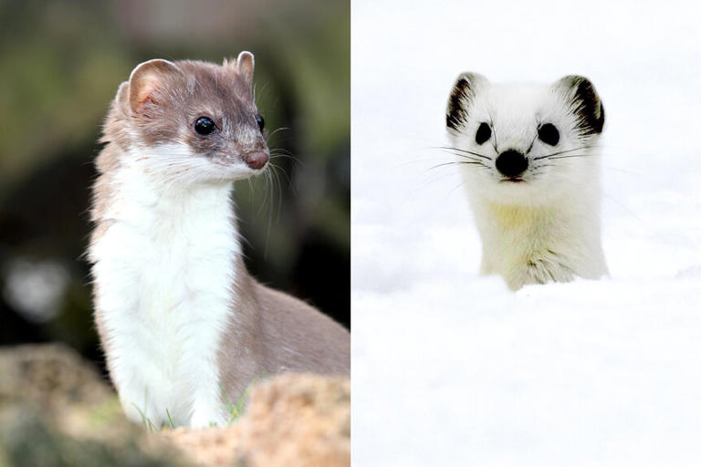 Meet Tina and Milo, the adorable mascots of the 2026 Winter Olympics