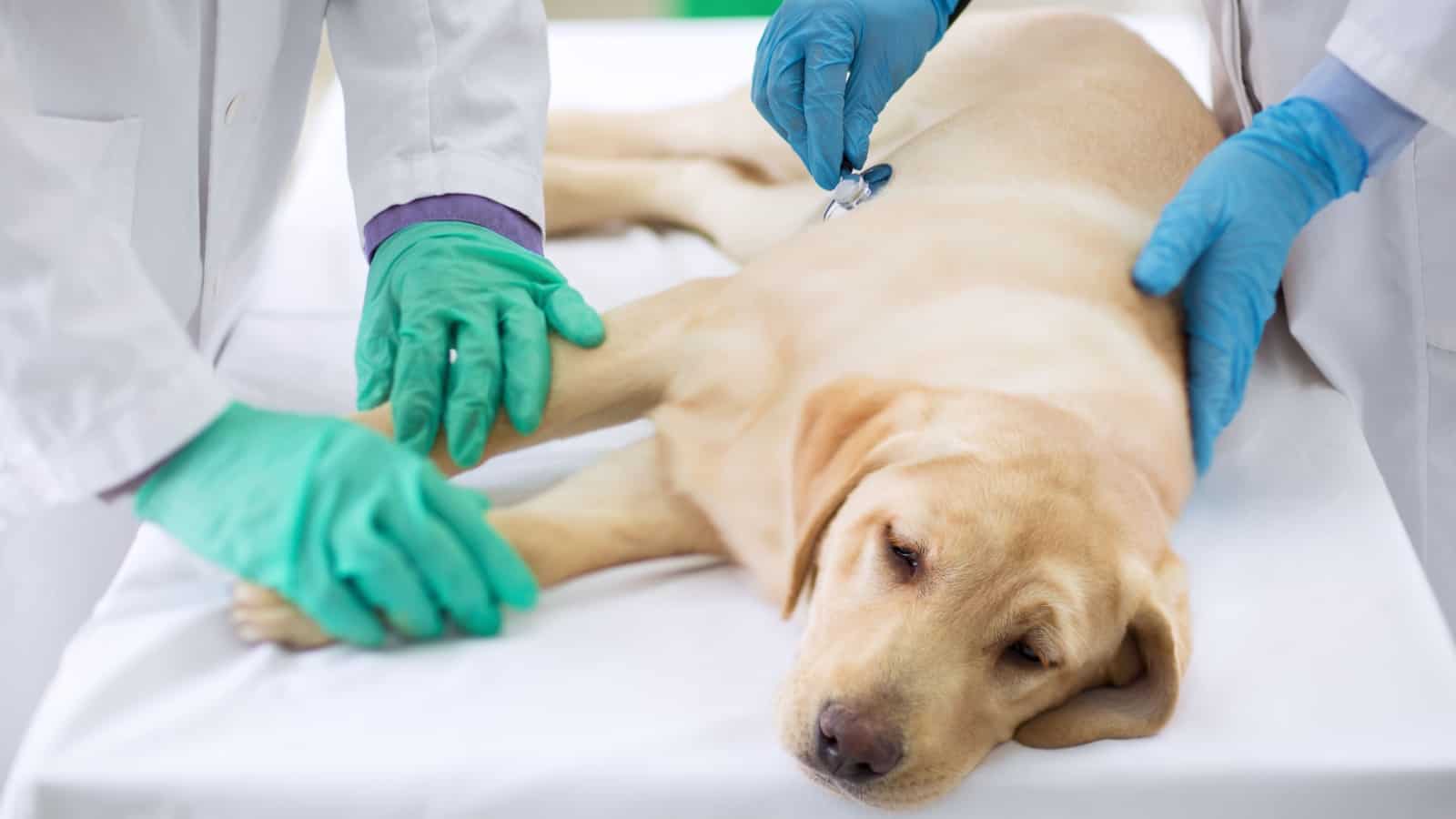 13 human foods that are toxic to dogs