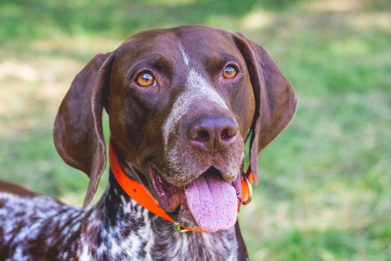 Watch Carl the German shorthaired pointer bury his pizza slice for later!