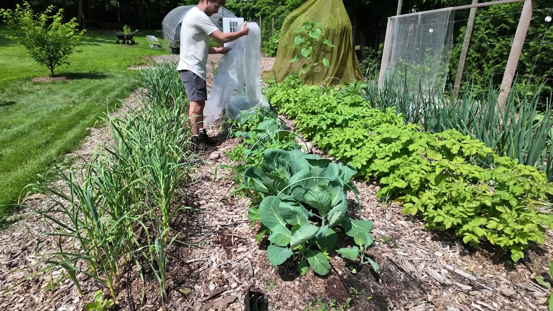 Secrets of my abundant fruit orchard 🍏