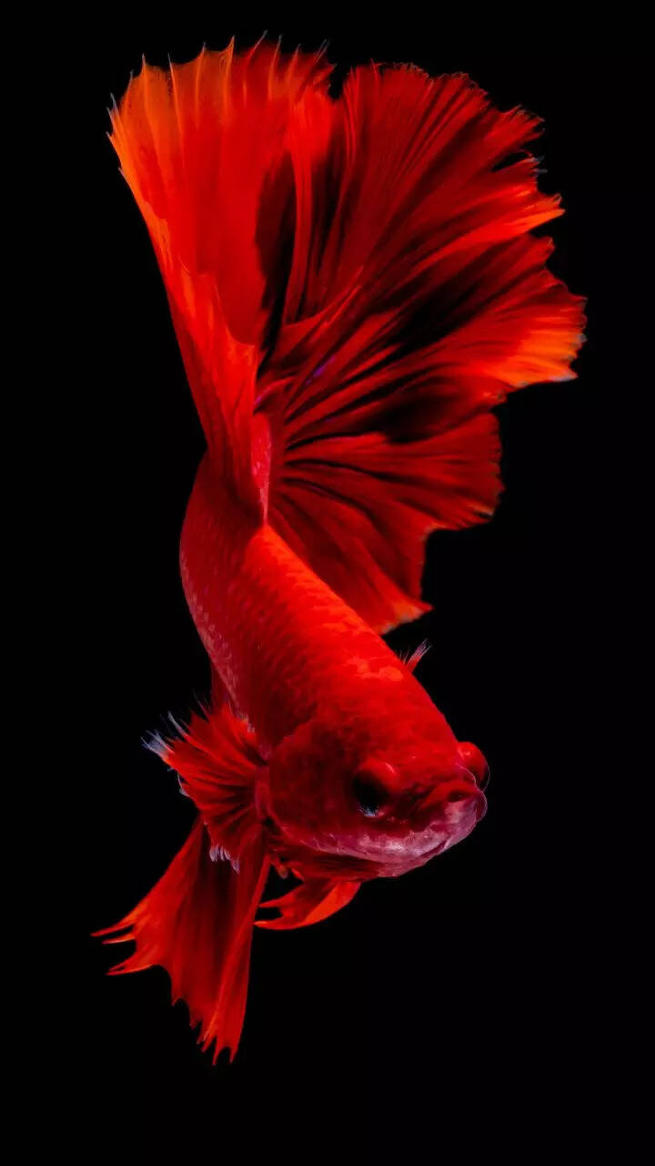 8 beautiful fish perfect for nano tanks
