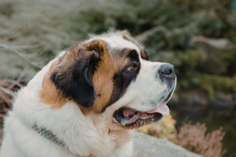 Bad guard dogs 2026: Here are the 12 adorable breeds of dog you can't ...