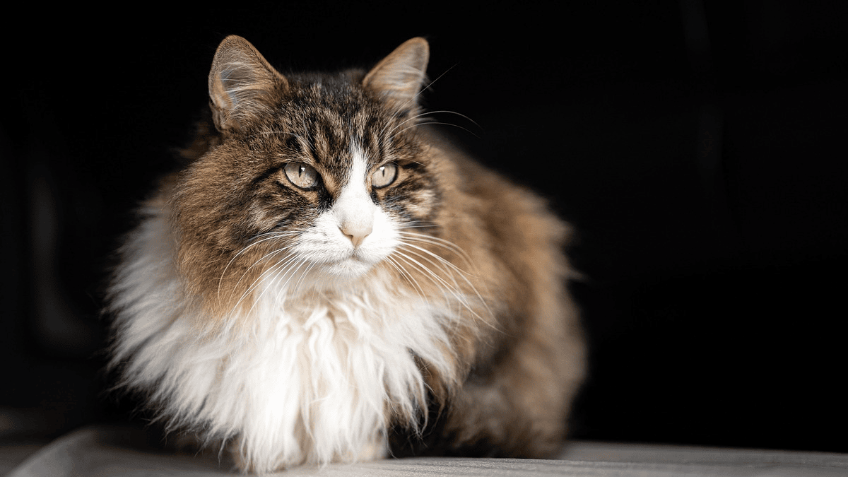 9 subtle signs of spiritual protection your cat might be detecting