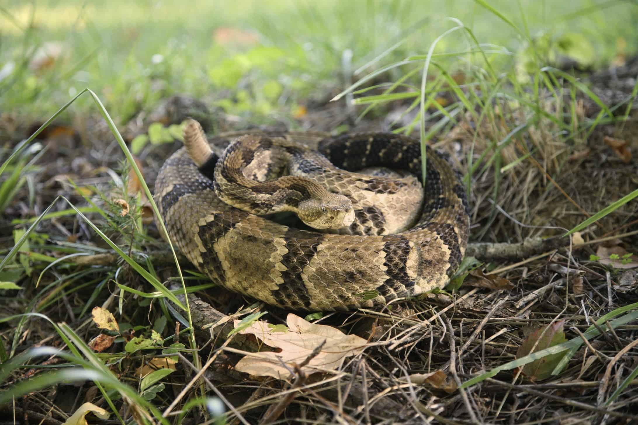 This man-sized snake dwells in the forest and has deadly venom