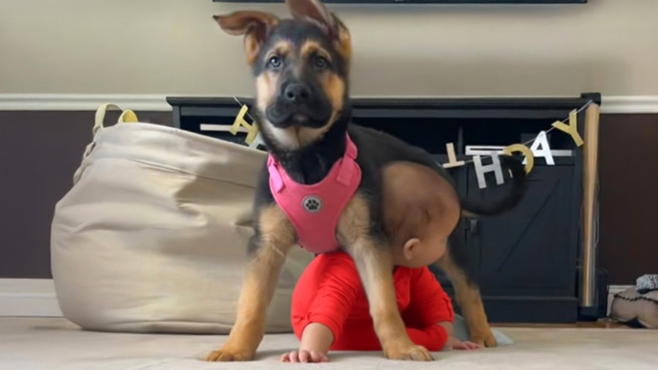 Dogs protect babies like they are their own puppies