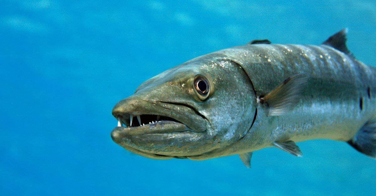 A barracuda the size of a pit bull was once caught off the North ...