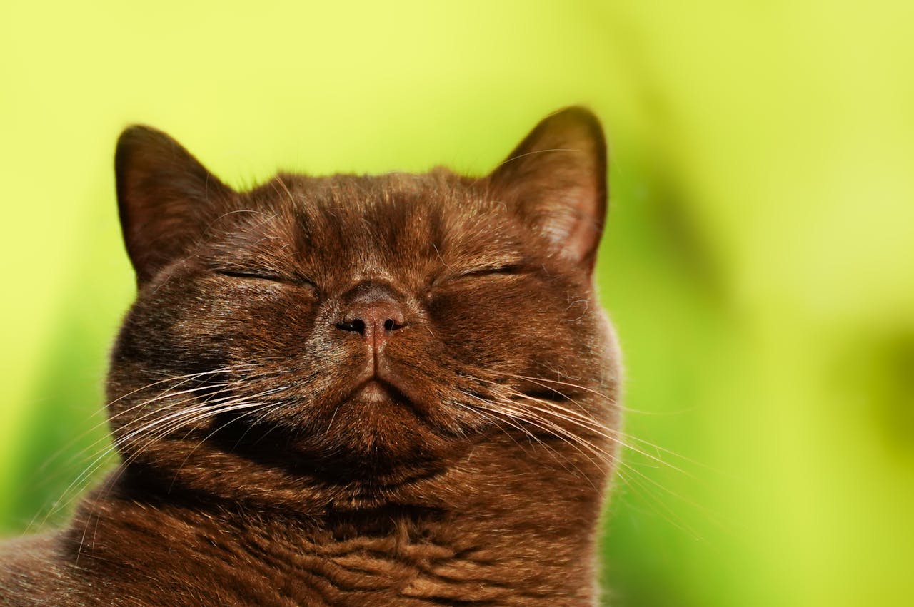 12 cat breeds that live the longest