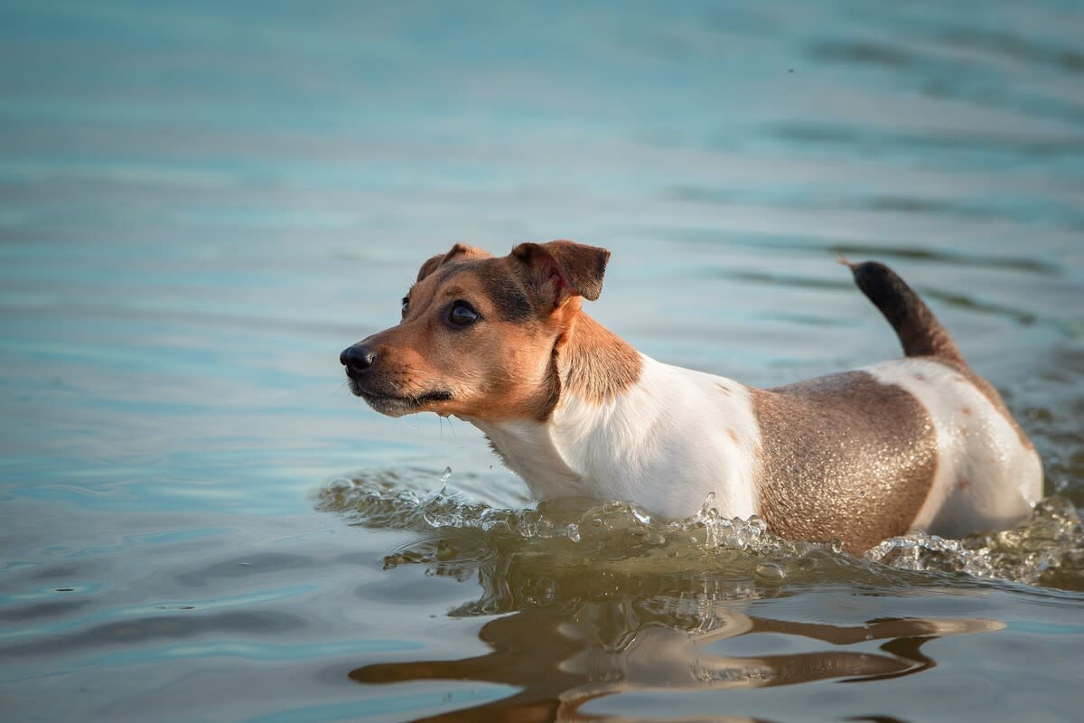 Jack Russell terrier hilariously struggles to retrieve a log five times ...