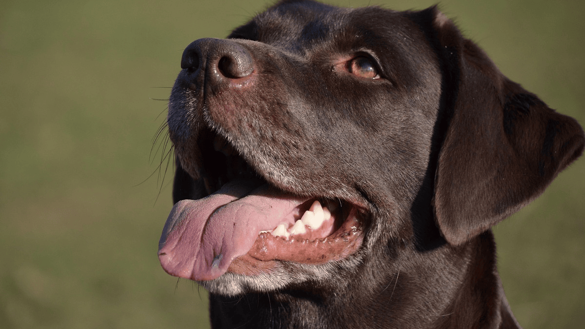 8 behaviors that indicate your dog thinks he's in charge (thinks he's ...