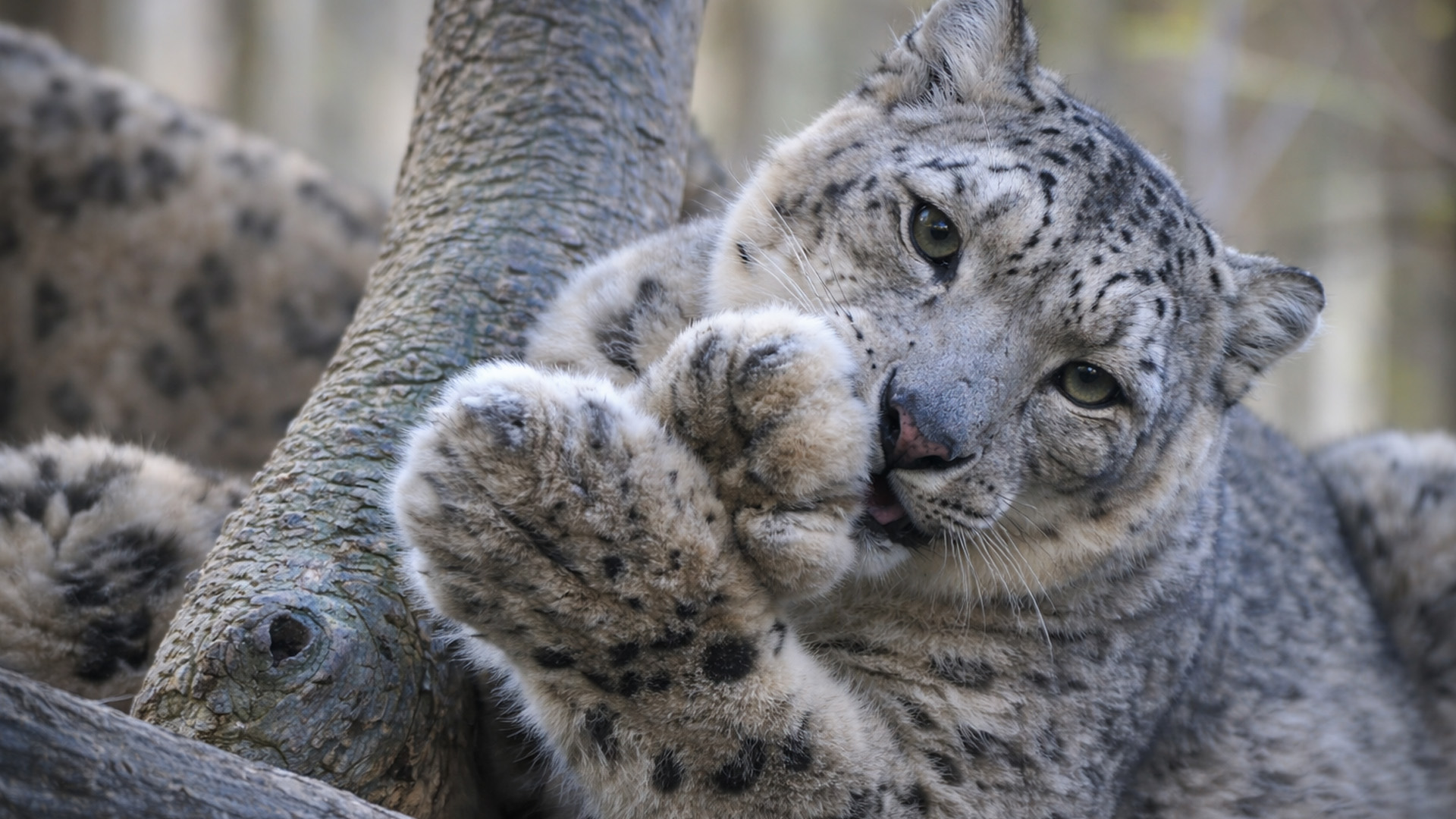 I caught this snow leopard cub grooming itself