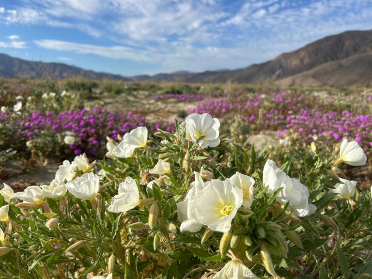 Hipcamp map pairs California superbloom hotspots with nearby campsites