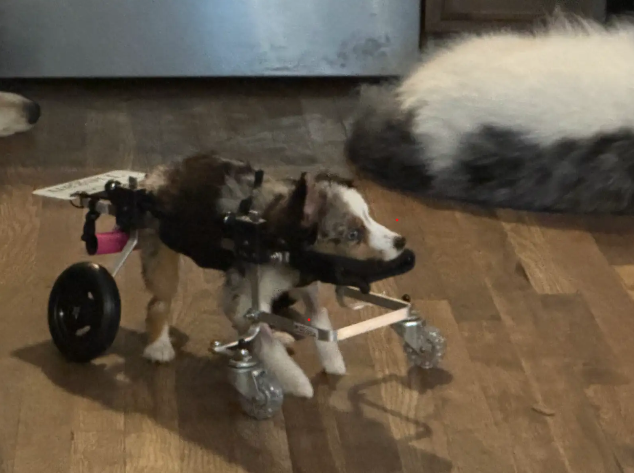 'Bittersweet.' 2026 Puppy Bowl star Teigan dies ahead of big game airing