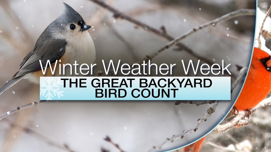 Winter weather week: The Great Backyard Bird Count