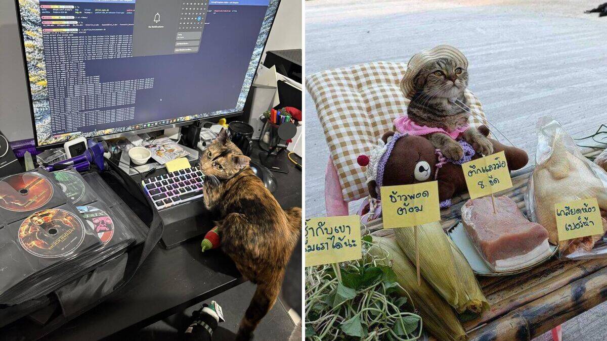 24 Photos of hardworking cats who deserve to be employee of the month