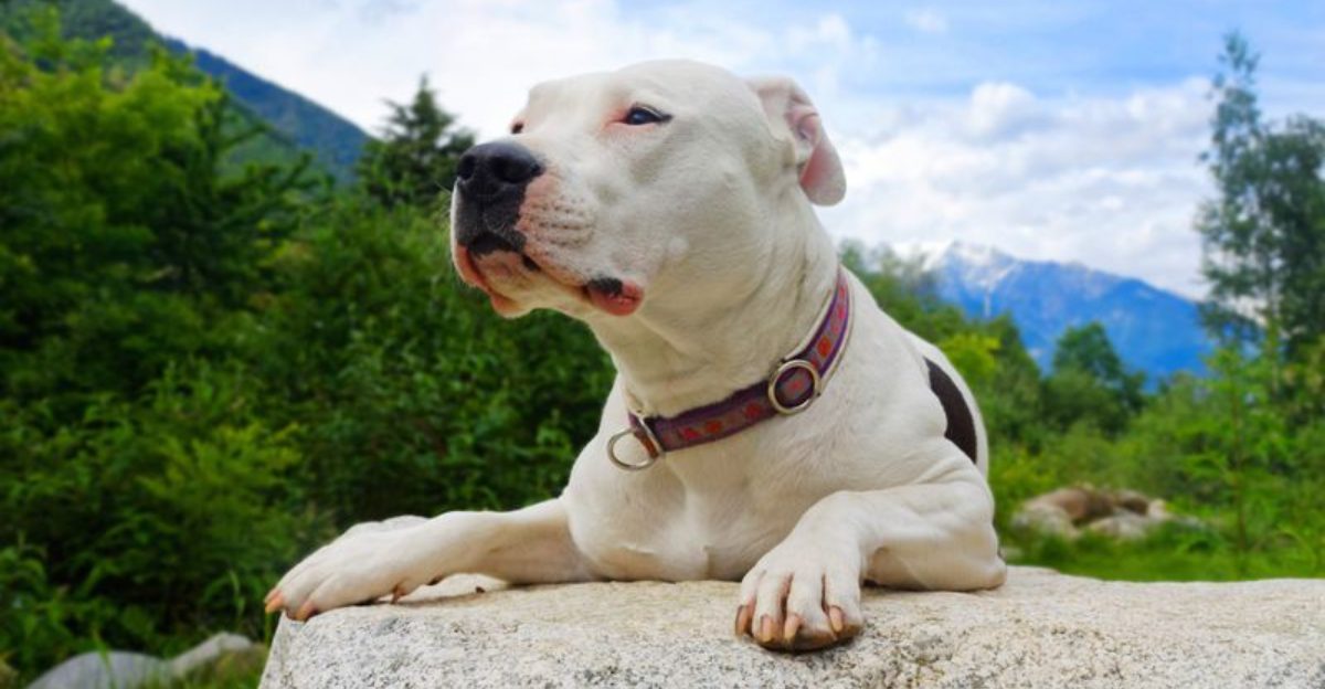 The "He's not aggressive, he's fearful" argument won't quit – 12 breeds ...
