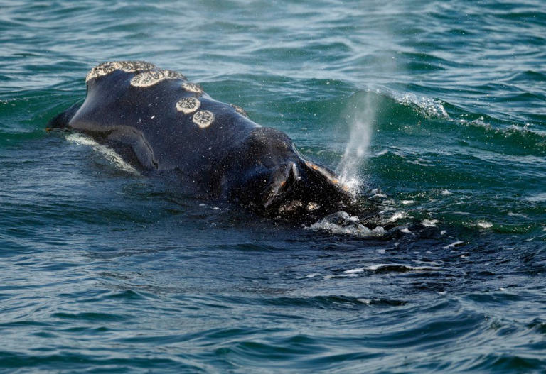 Trump proclamation aims to unleash commercial fishing in Atlantic