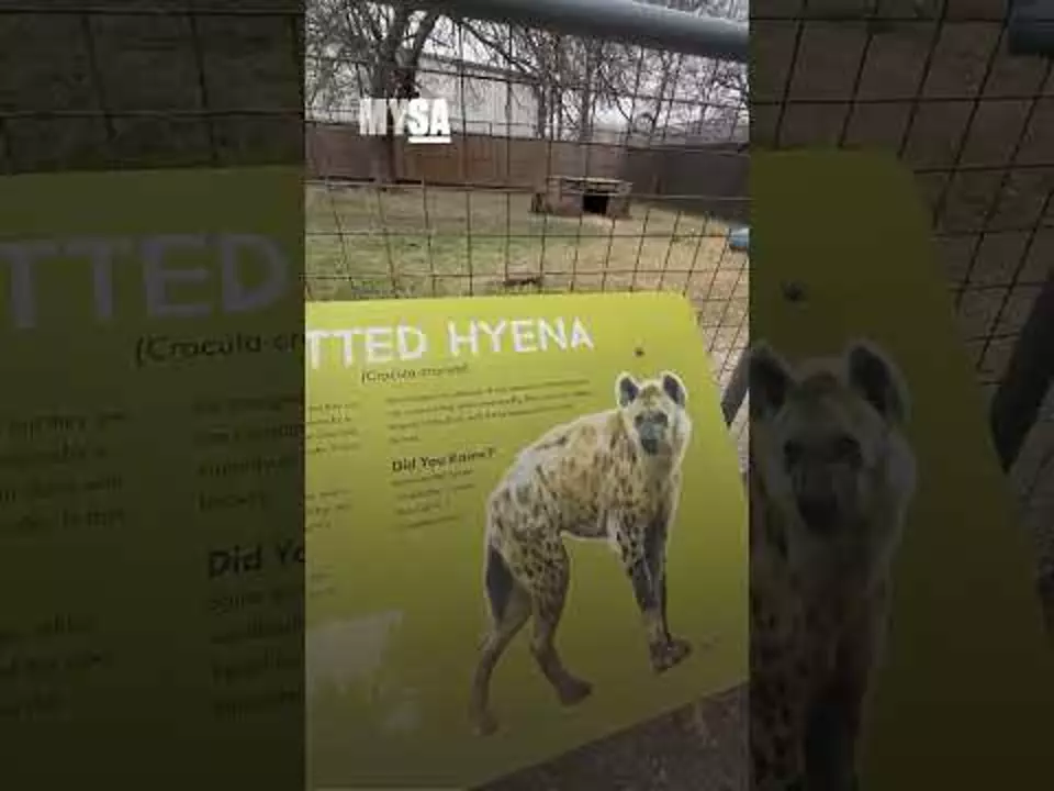 Name-a-rat Valentine's fundraiser feeds hyenas at Animal World & Snake ...