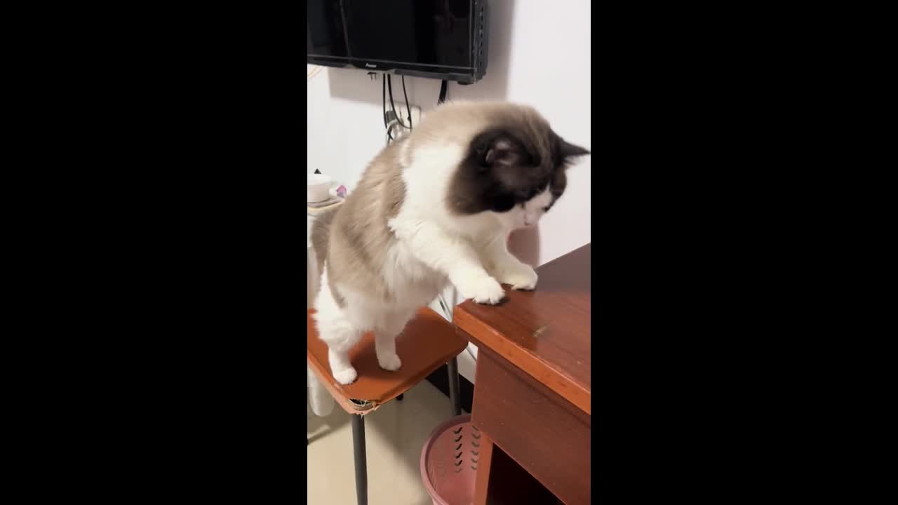 Cat hilariously falls off chair reaching for orange peel in Jiangxi, China