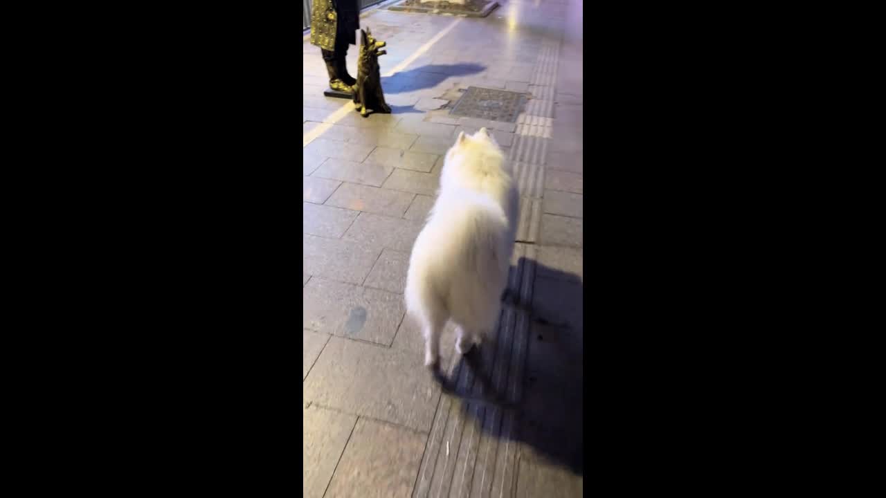 Dog startled by street performer posing as human statue in Shandong, China
