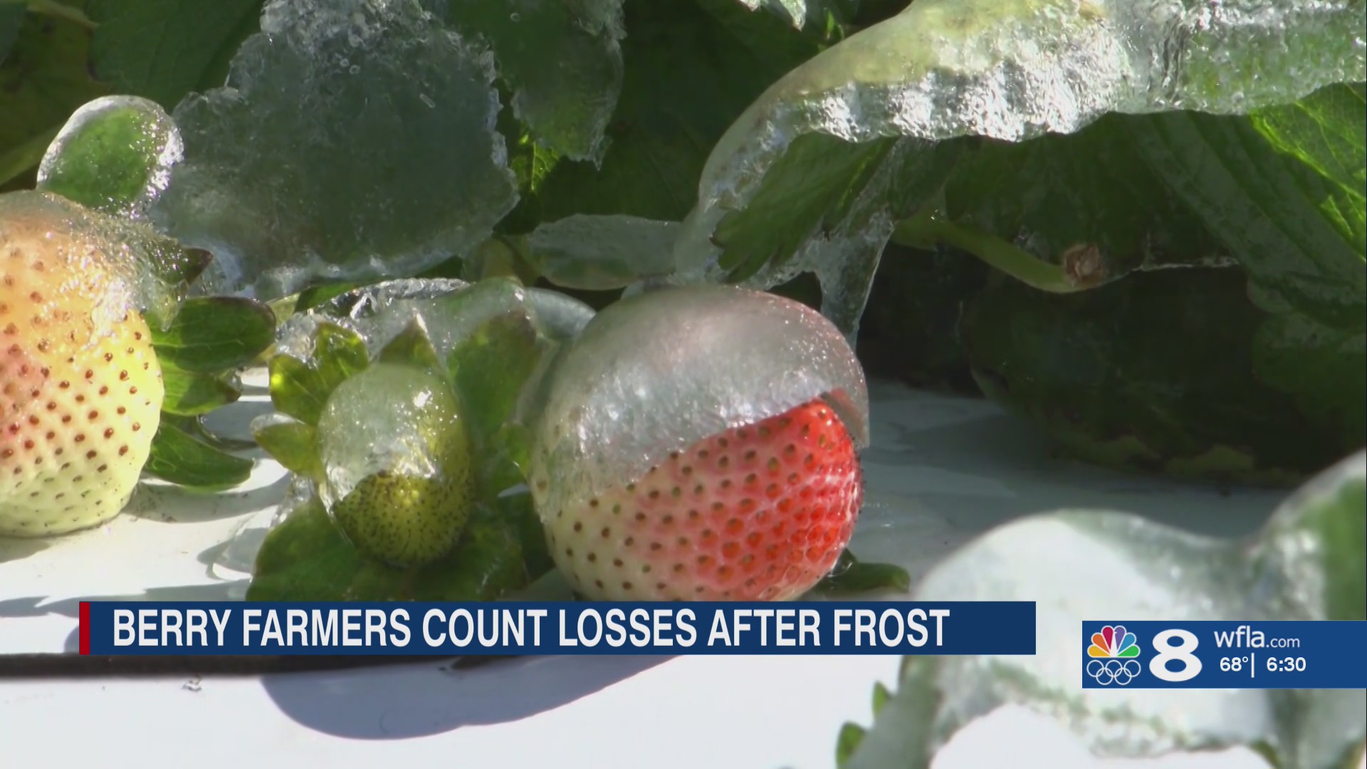 Hillsborough berry farmers count losses after frost
