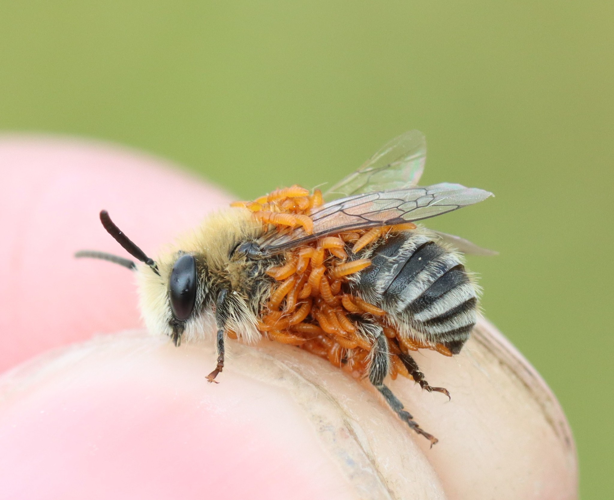 These parasitic beetles mimic the smell of flowers so they can trick ...