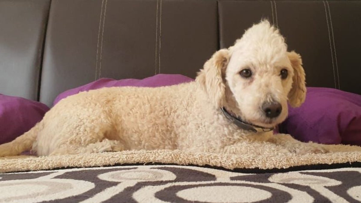 Buscan a 'Gordito', perrito extraviado en Valle de Santiago